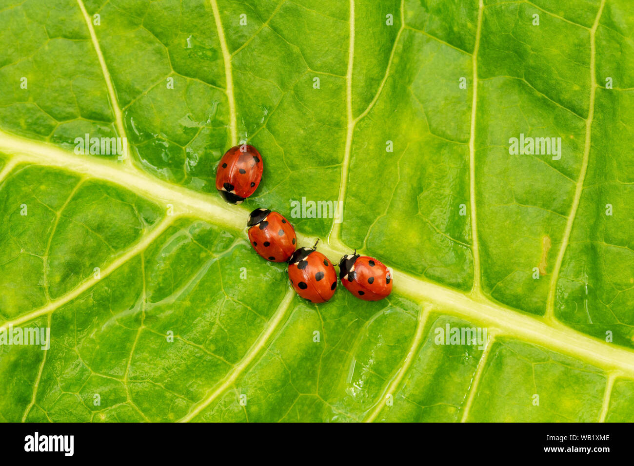 Ladybugs family on the green leaf after rain Stock Photo - Alamy