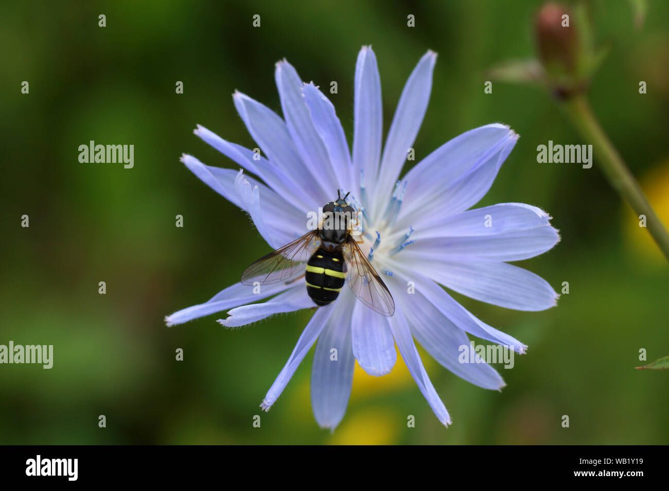Beautiful fly hi-res stock photography and images - Alamy