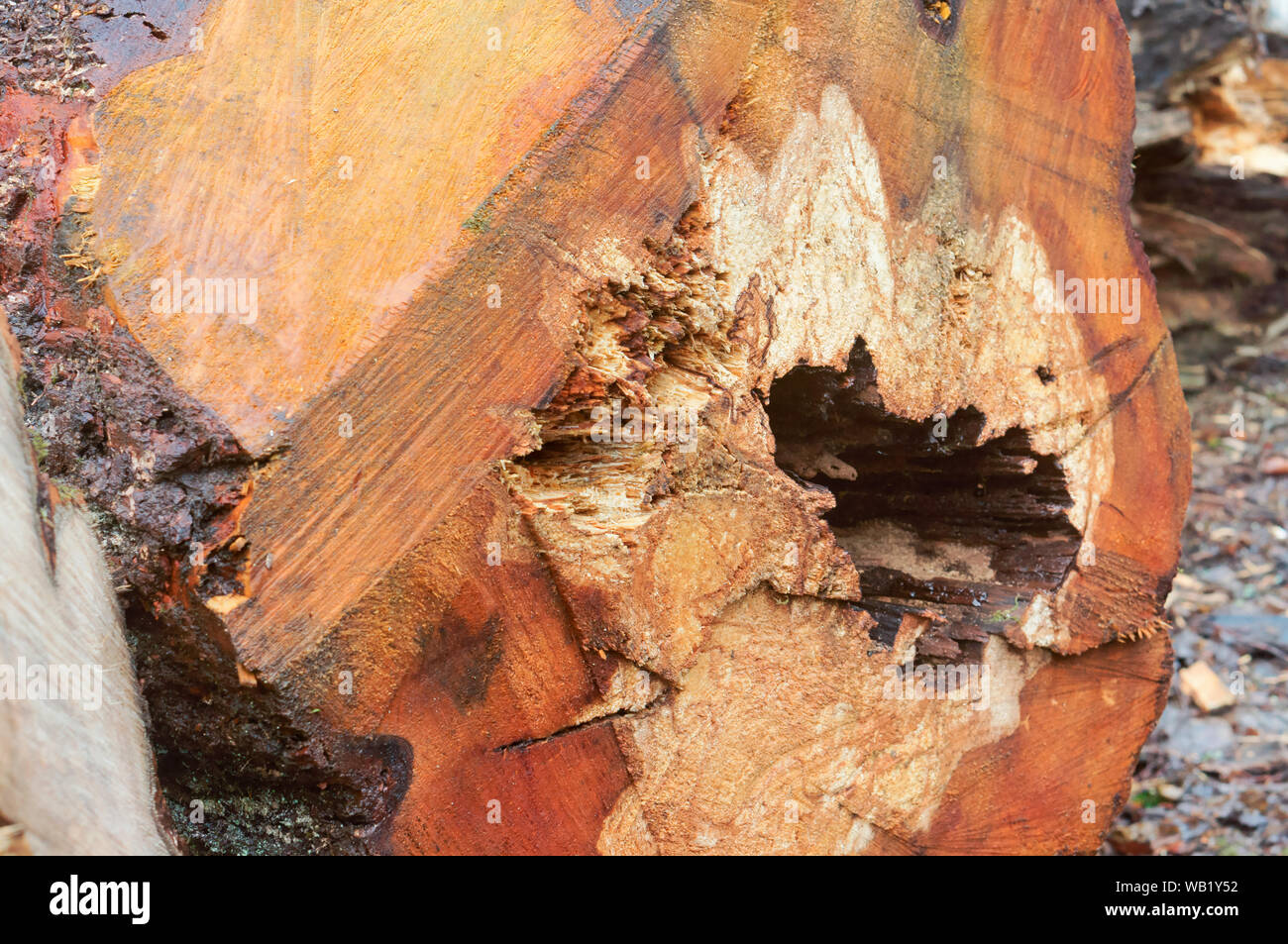 Rough sawn timber beam hi-res stock photography and images - Alamy