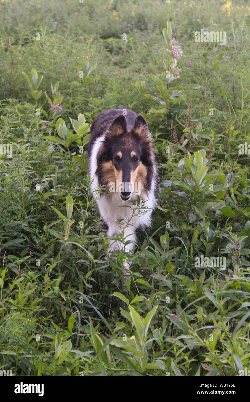 Lassie dog hi-res stock photography and images - Alamy