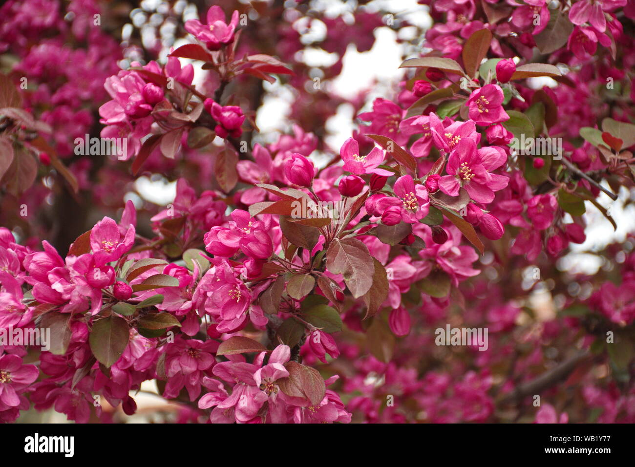 Pink blooming tree Stock Photo - Alamy