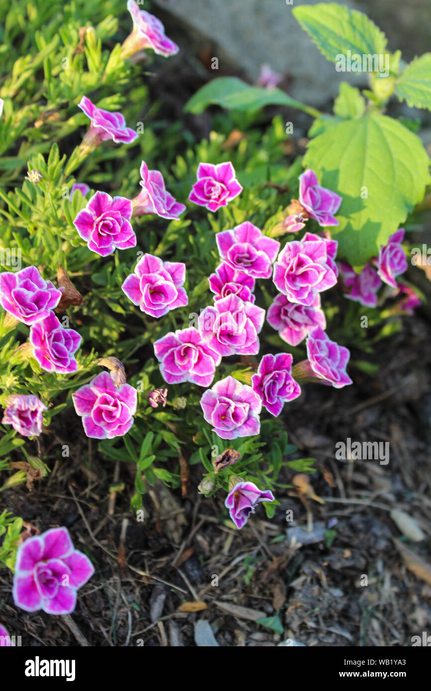 Calibrachoa superbells white hi-res stock photography and images - Alamy