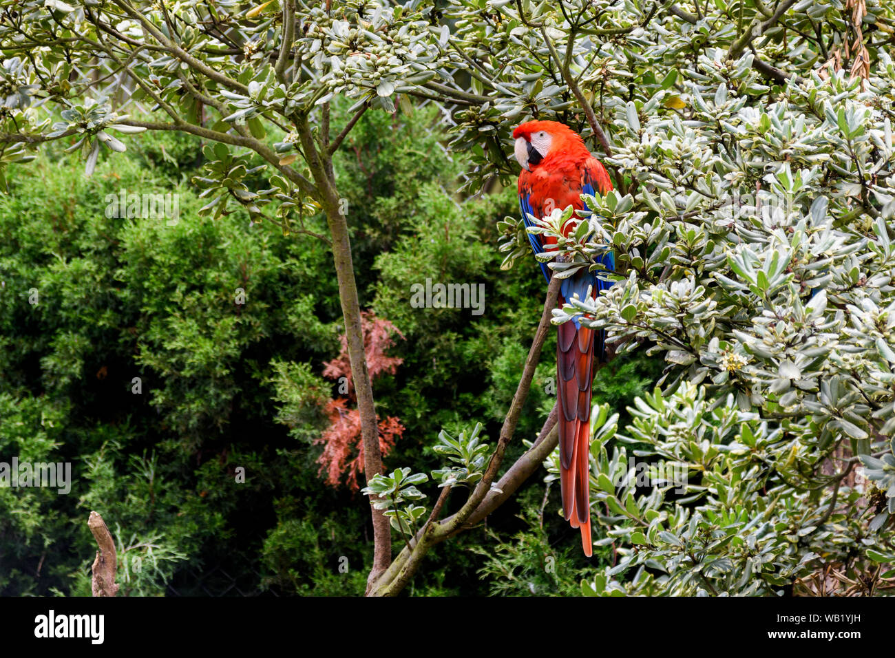 Scarlet Macaw bird, Bogotá, Colombia Stock Photo - Alamy