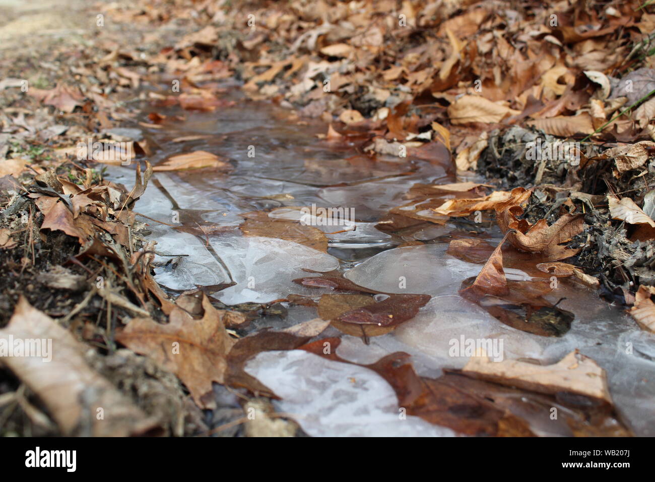 Frozen Puddle on a path in late Fall Stock Photo - Alamy