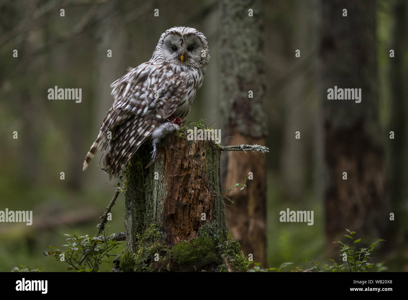 Flying ural owl hi-res stock photography and images - Alamy