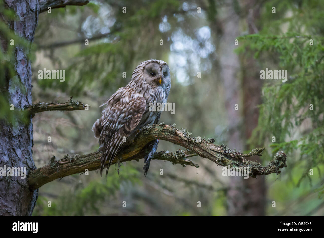 Flying ural owl hi-res stock photography and images - Alamy