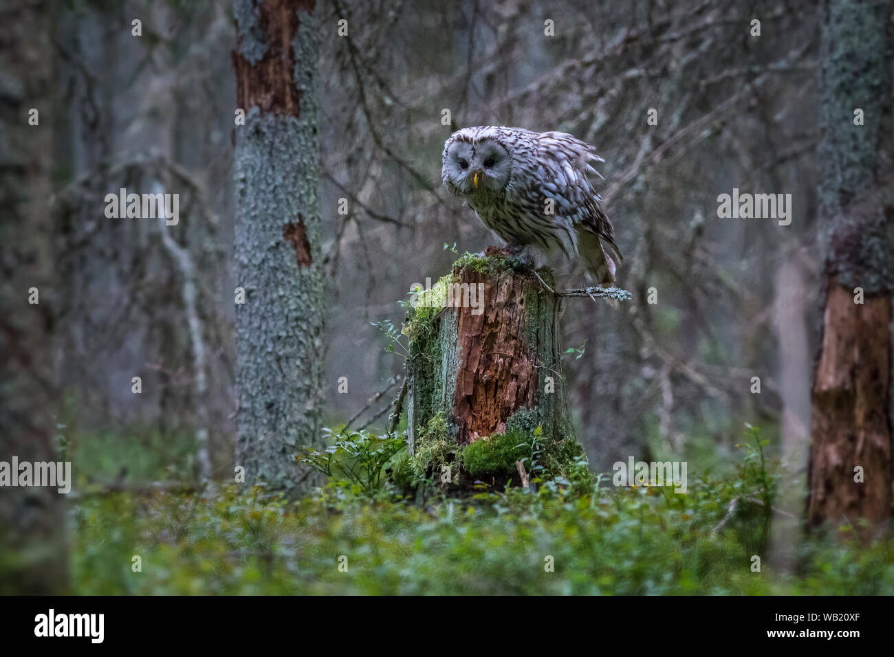 Ural owl (Strix uralensis Stock Photo - Alamy