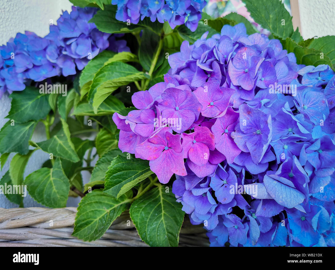Fiolet flowers hi-res stock photography and images - Alamy