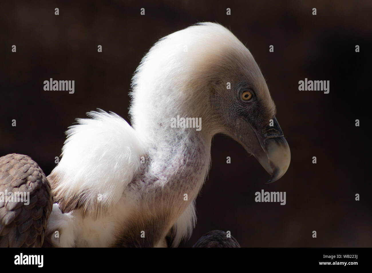 Detailed portrait of a griffon vulture's head, close-up, isolated on ...