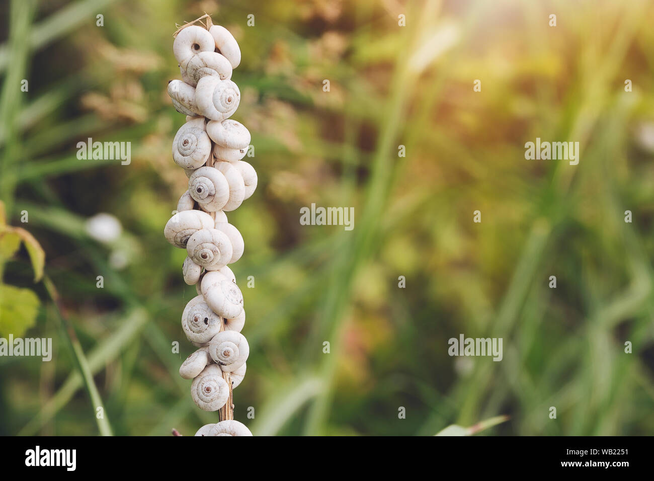 Group of snails sleeping on a branch in the morning. Snail shells with ...