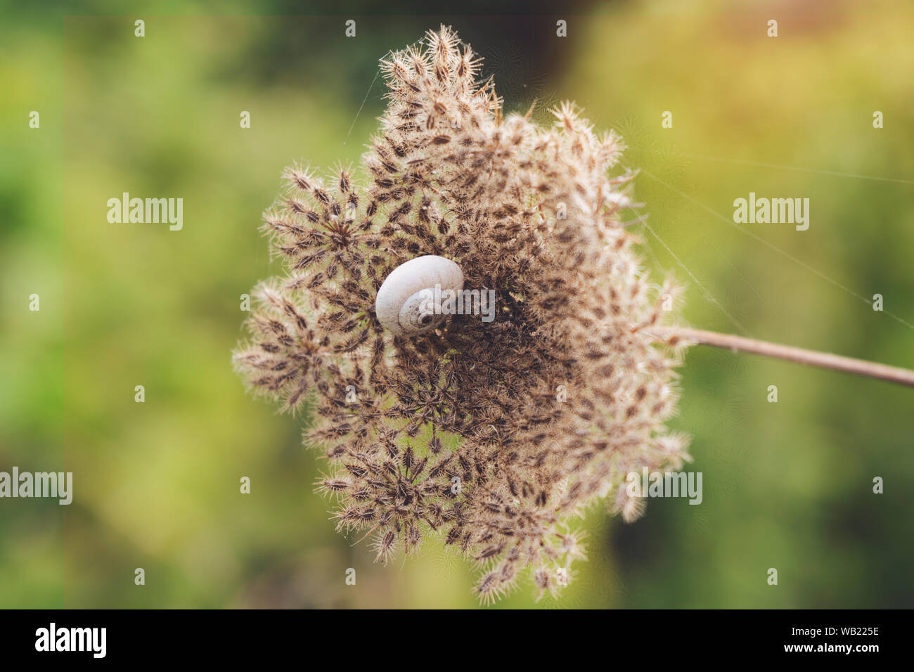 snail sleeping on a branch in the morning. Snail shell with beautiful ...
