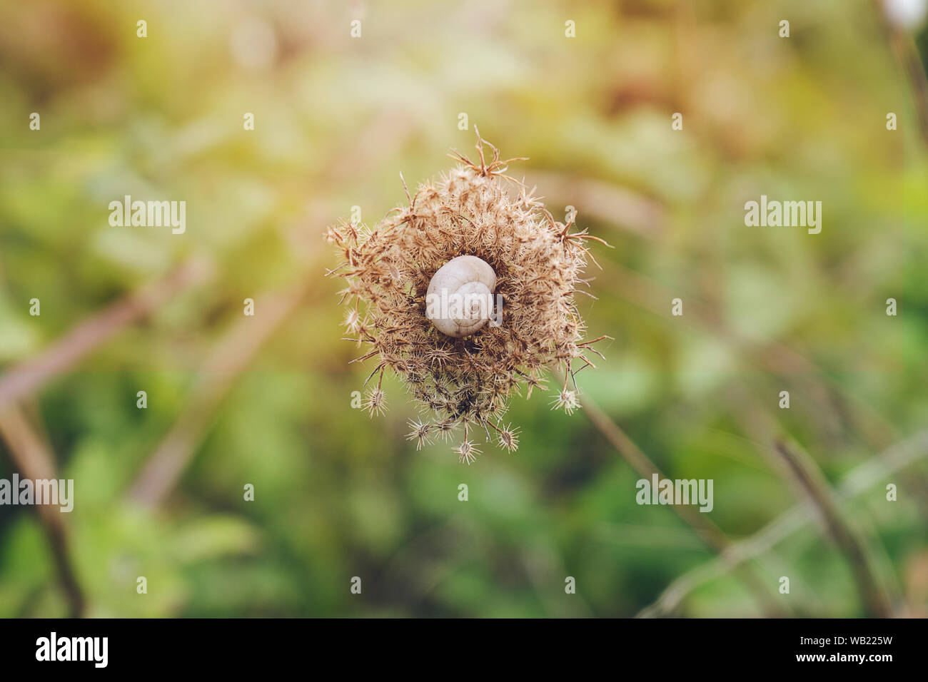 snail sleeping on a branch in the morning. Snail shell with beautiful ...