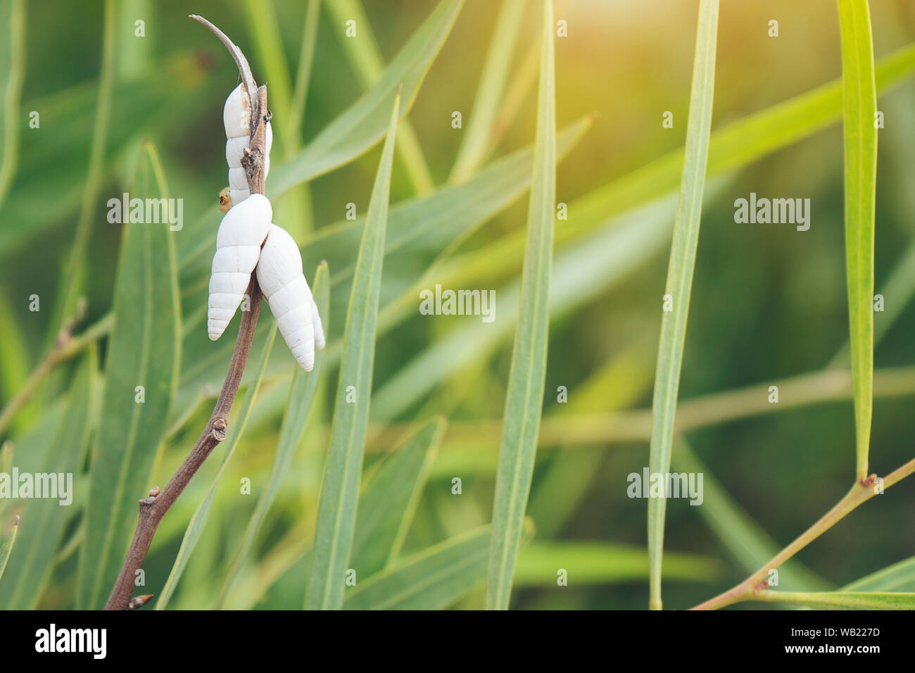 Group of snails sleeping on a branch in the morning. Snail shells with ...