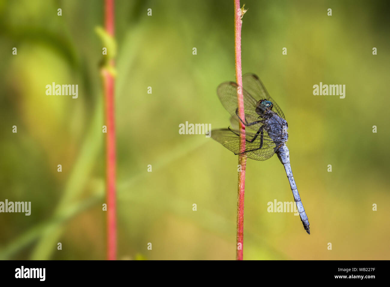 Orthetrum brunneum hi-res stock photography and images - Alamy