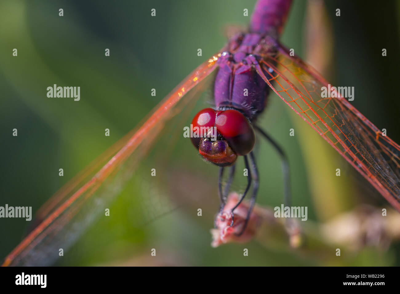 Purple damselfly hi-res stock photography and images - Alamy