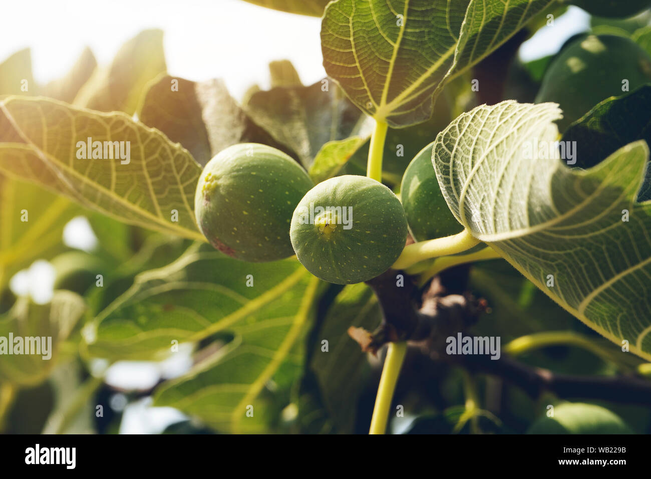 Green raw figs on the branch of a fig tree with morning sun light Stock ...