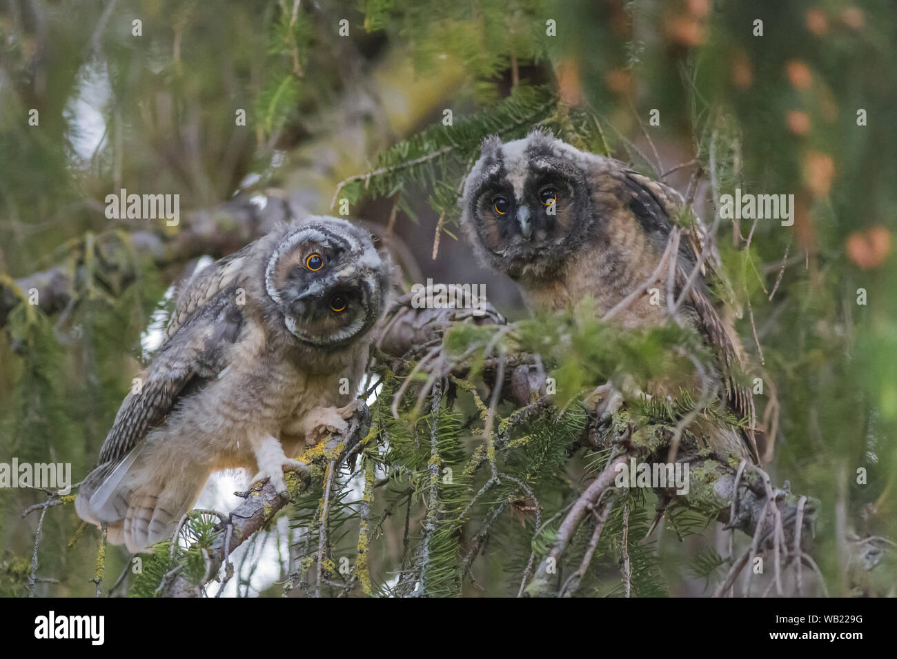 Long-eared owl (Asio otus Stock Photo - Alamy