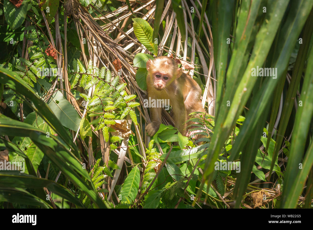 Stump-tailed macaque, (Macaca arctoides Stock Photo - Alamy