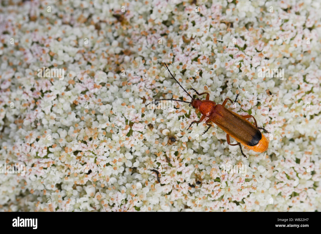 Red Soldier Beetle In House