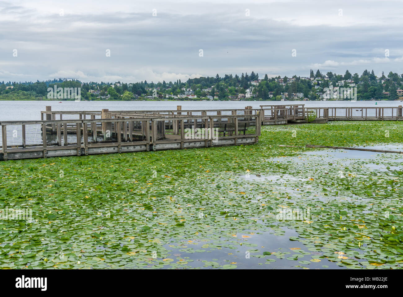 A wooden walkway over water at the Seattle Arboretum Stock Photo - Alamy