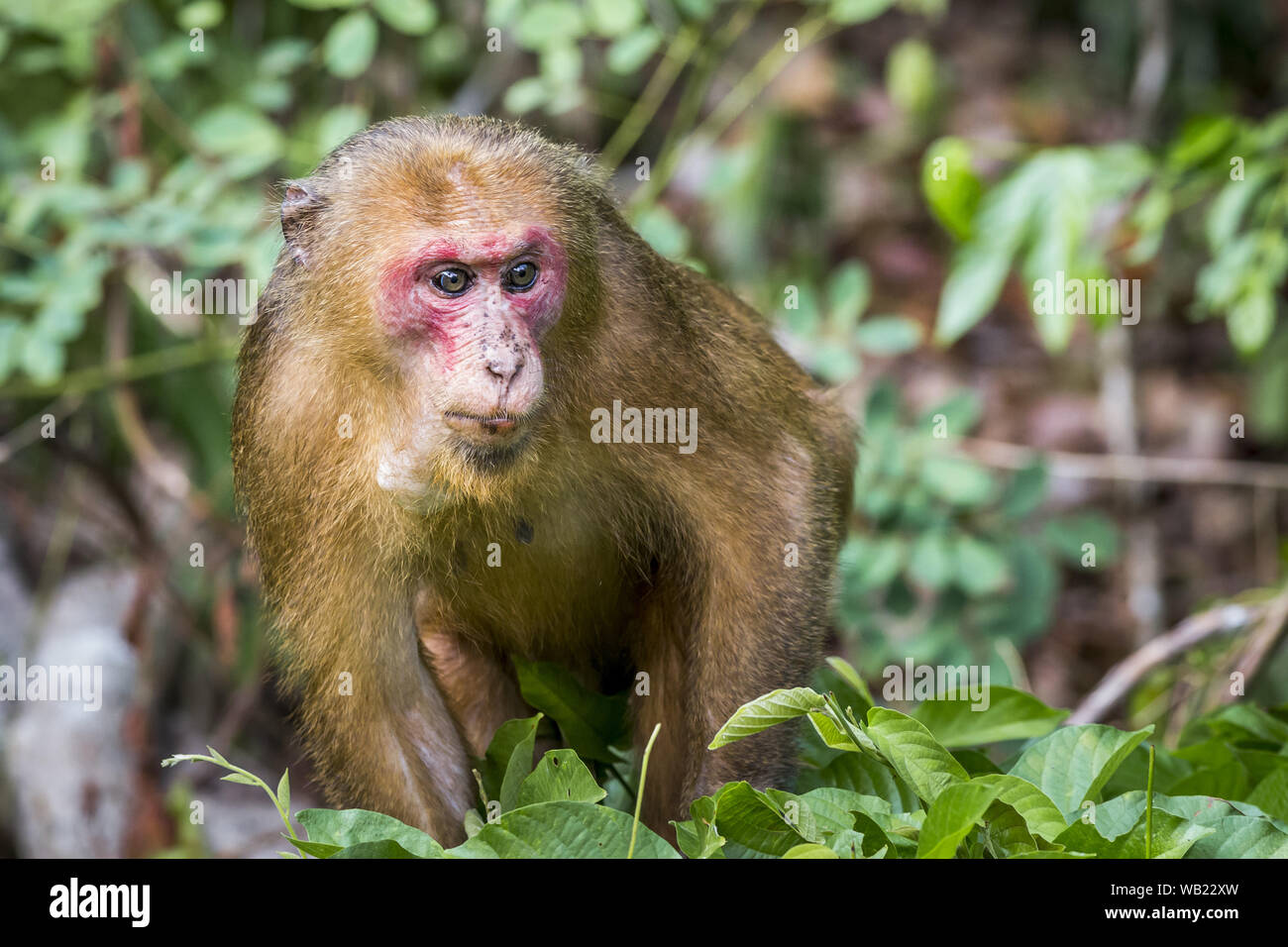 Stump-tailed macaque, (Macaca arctoides Stock Photo - Alamy