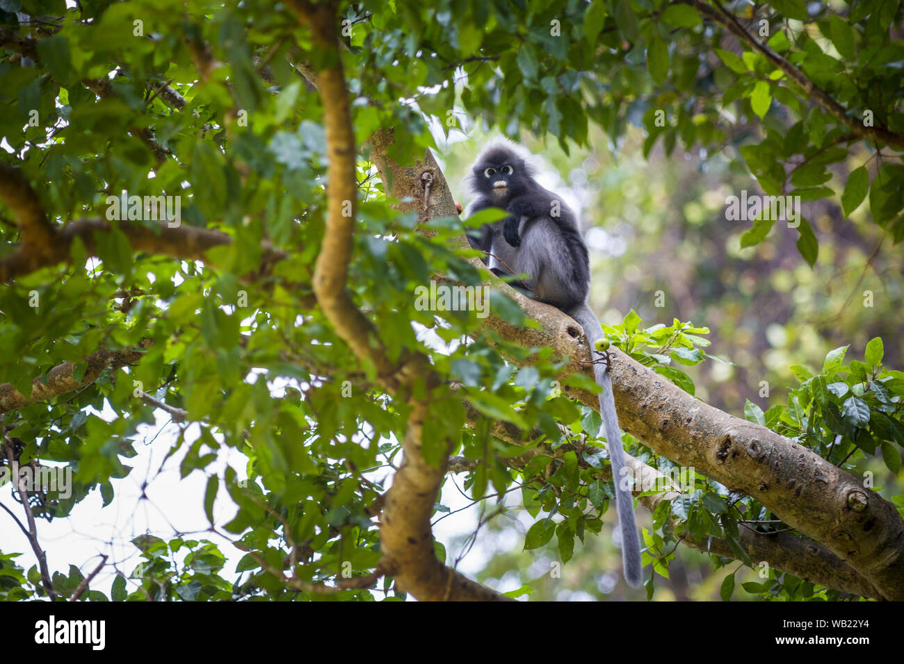 Trachypithecus obscurus hi-res stock photography and images - Alamy