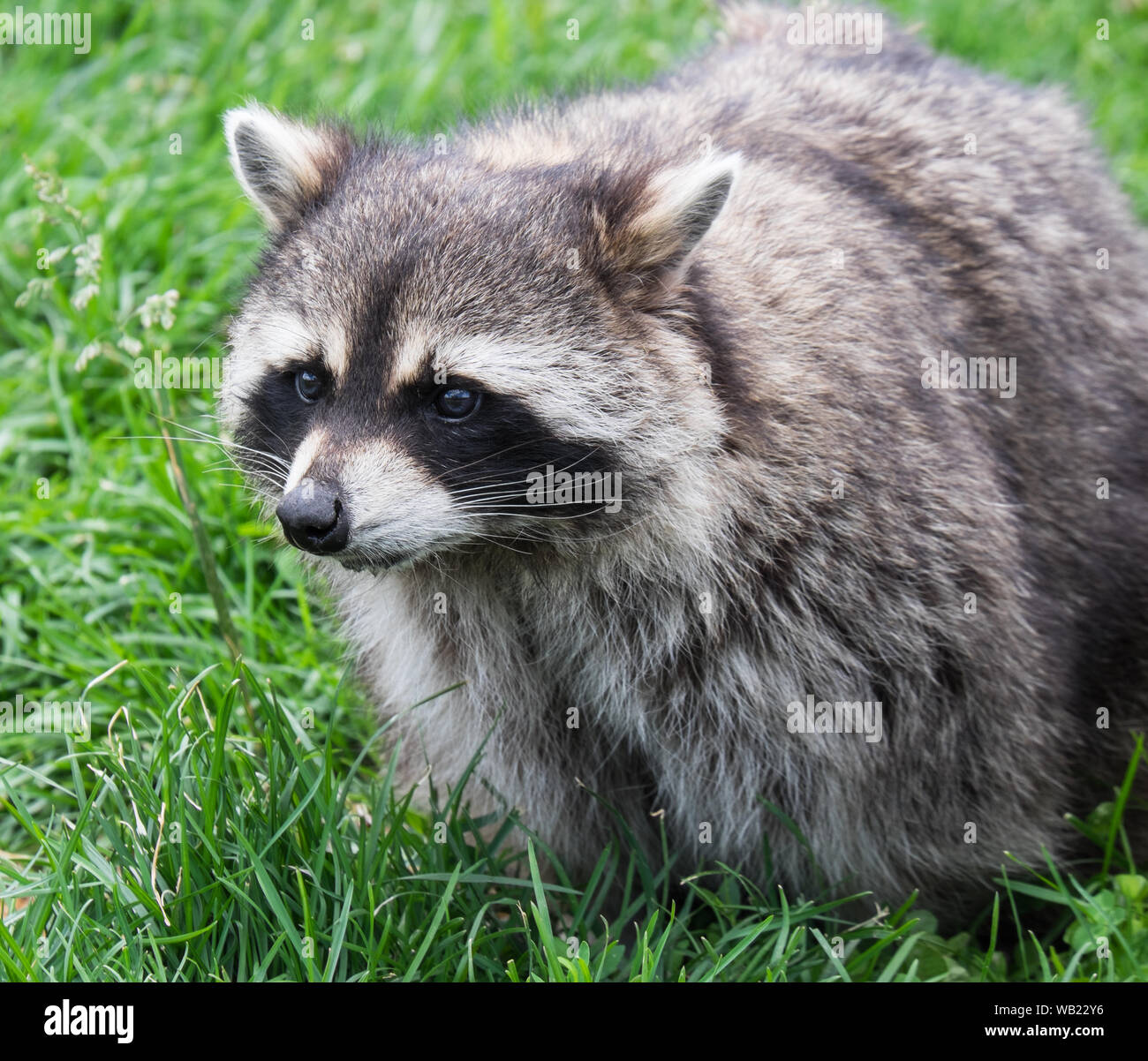 Masked bandit raccoon hi-res stock photography and images - Alamy