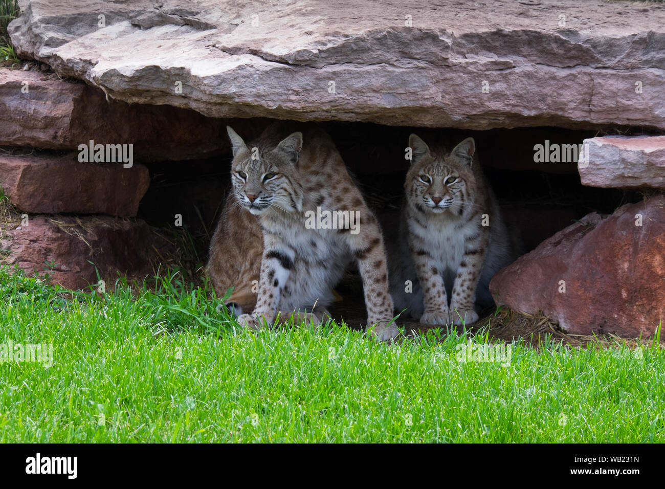 Two Bobcats in their Lair Stock Photo - Alamy