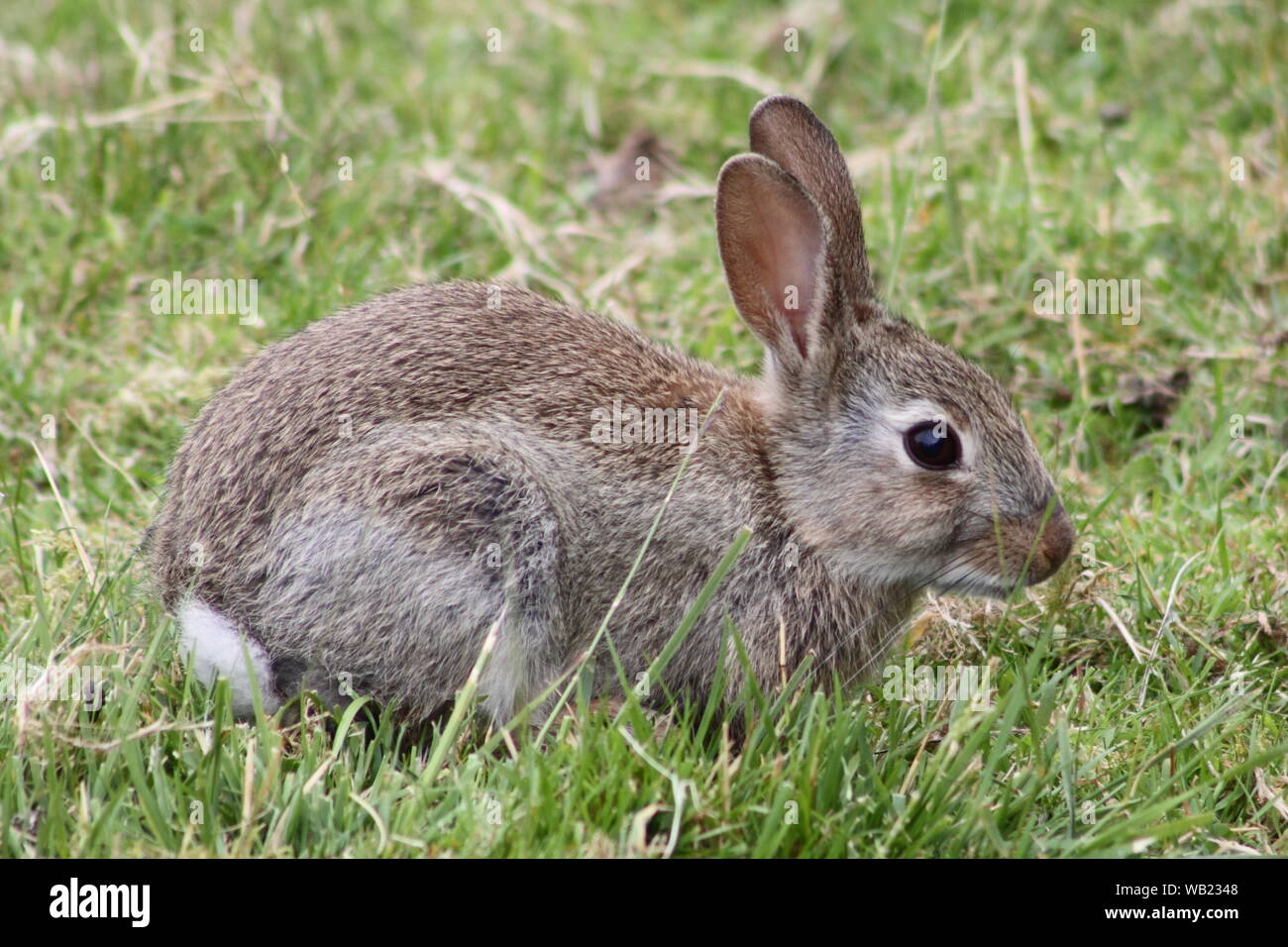 wild rabbit in the grass Stock Photo - Alamy