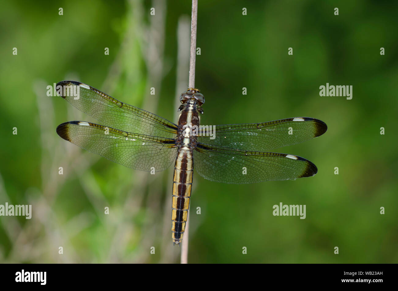 Spangled skimmer hi-res stock photography and images - Alamy