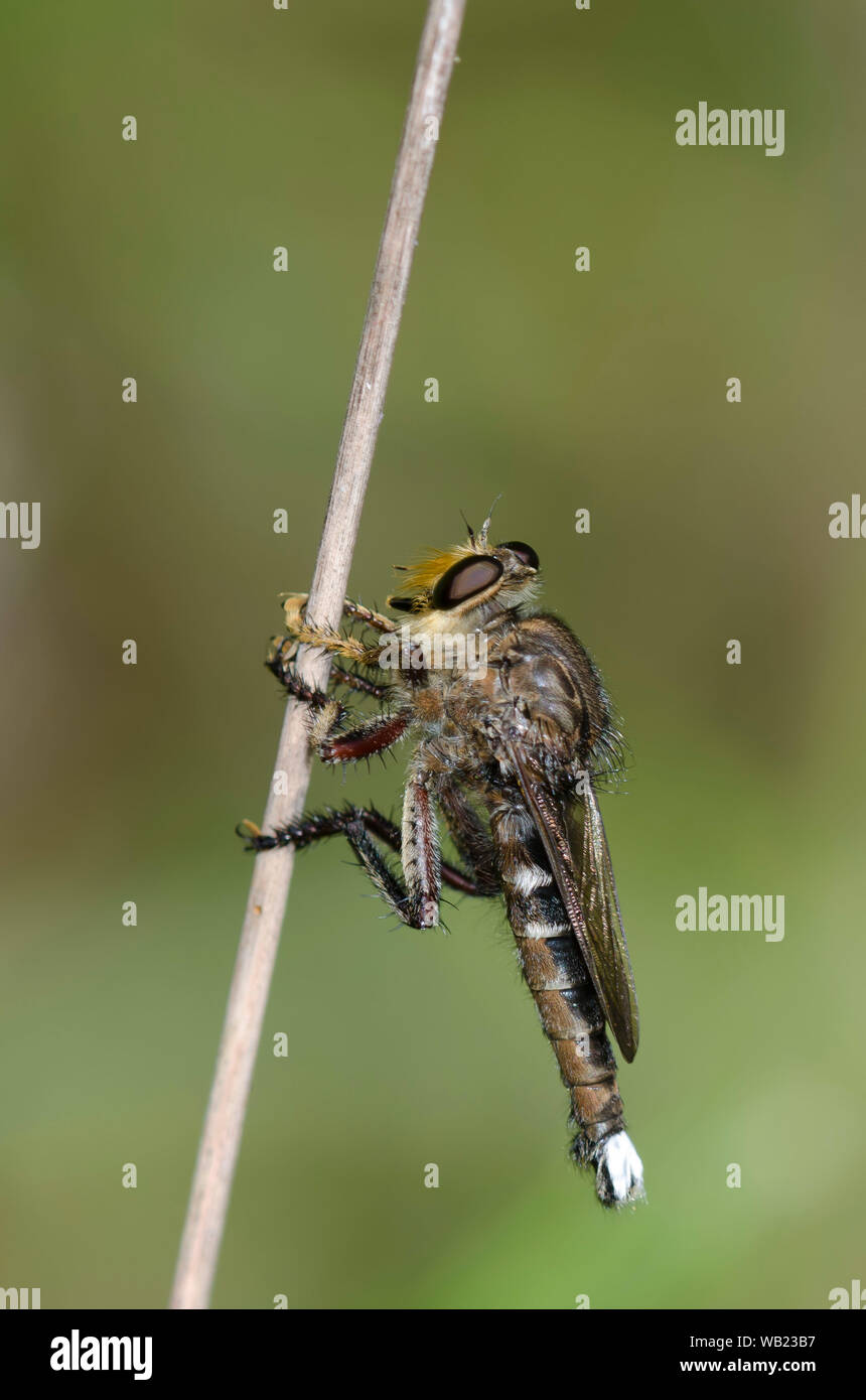 Robber Fly, Promachus bastardii, male Stock Photo - Alamy
