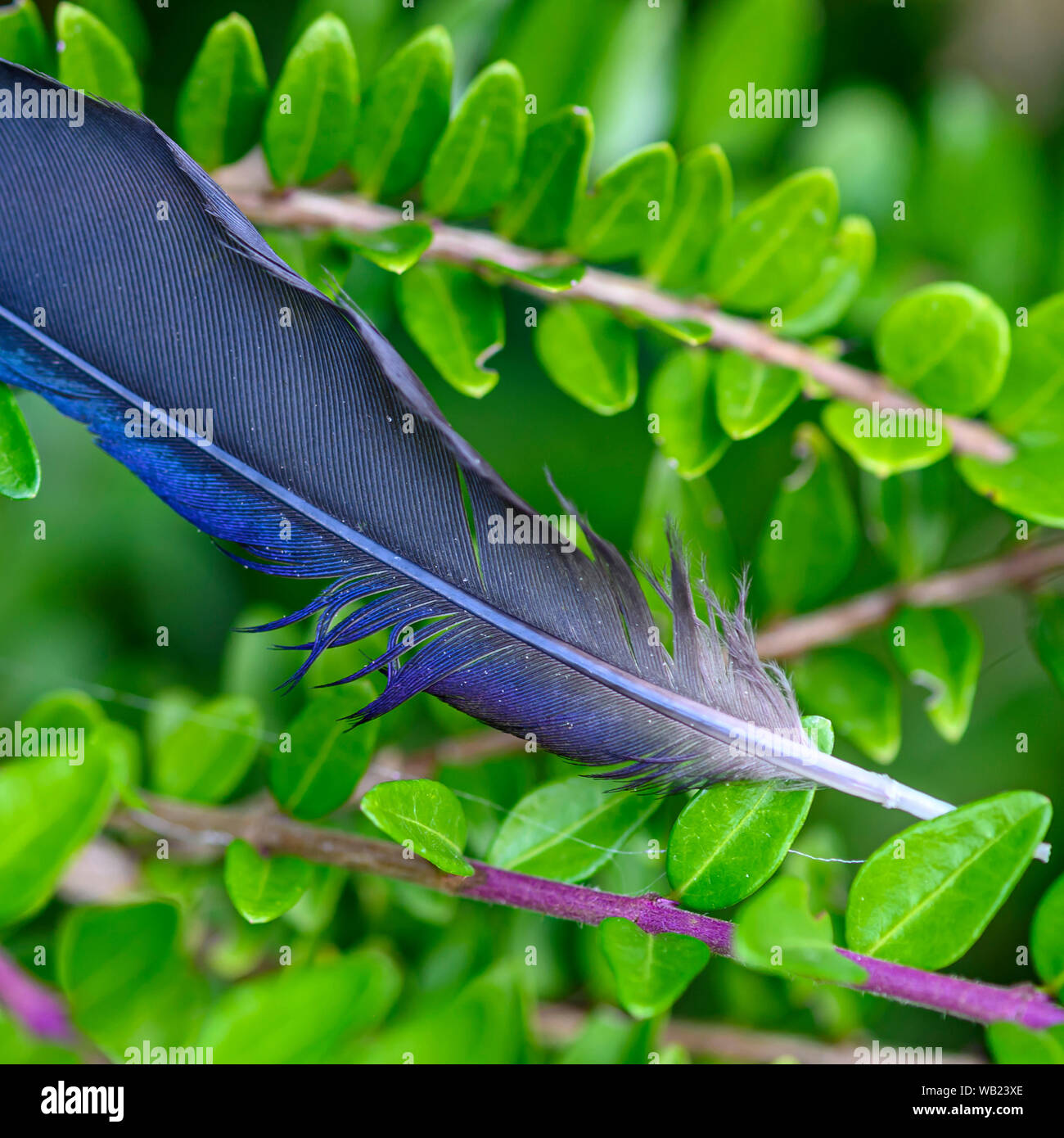 Fancy iridescent hi-res stock photography and images - Alamy