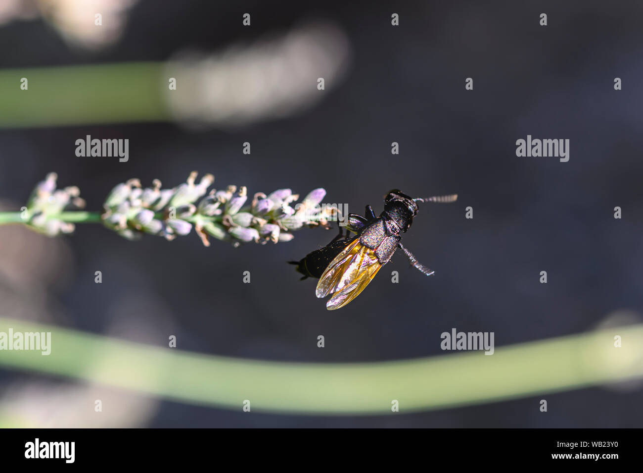 Black beetle on a lavender flower whose chitin shell dazzles in the sun ...