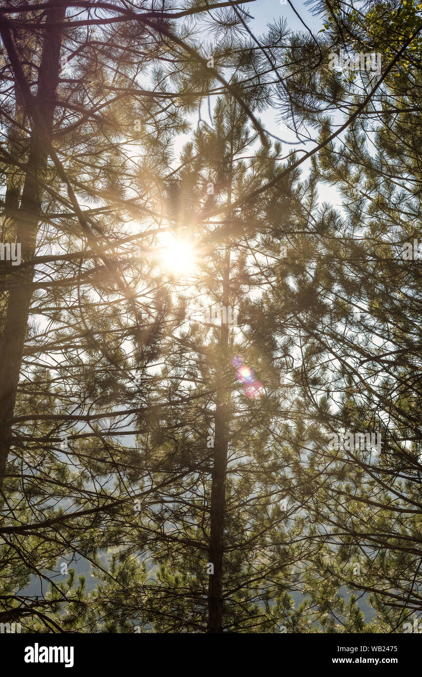 Sunlight with environment hi-res stock photography and images - Alamy