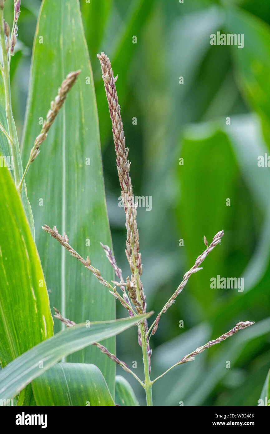 Maize / Sweetcorn / Zea mays growing in Cornwall field. Male flower ...