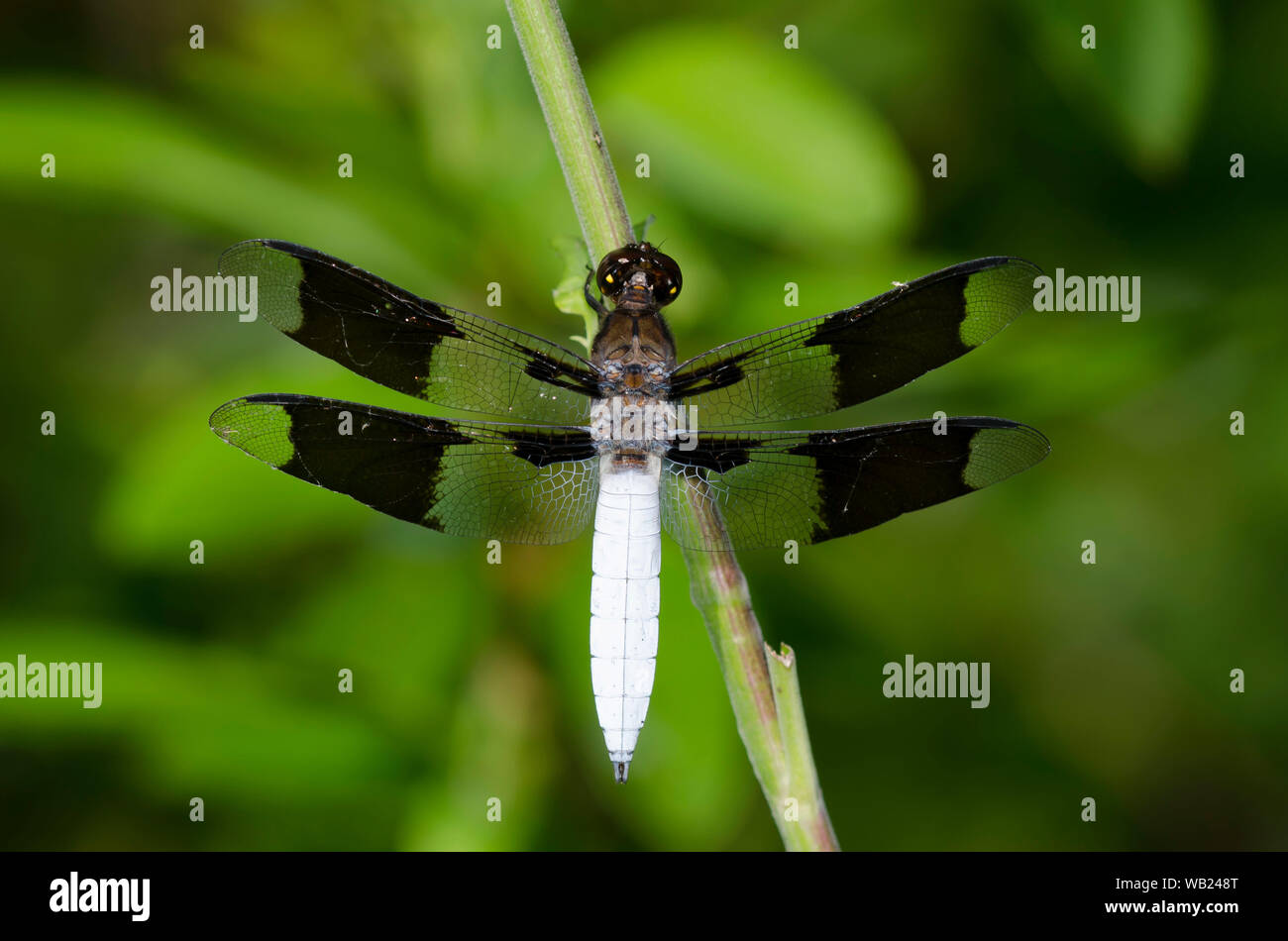 Common Whitetail, Plathemis lydia, male Stock Photo - Alamy Common Whitetail, Plathemis lydia, male Stock Photo - Alamy