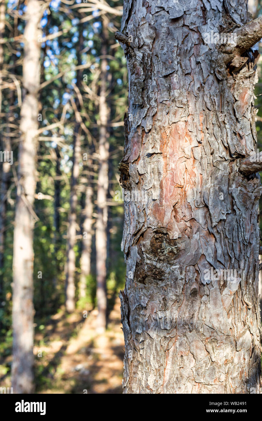 Short depth of field tree hi-res stock photography and images - Alamy