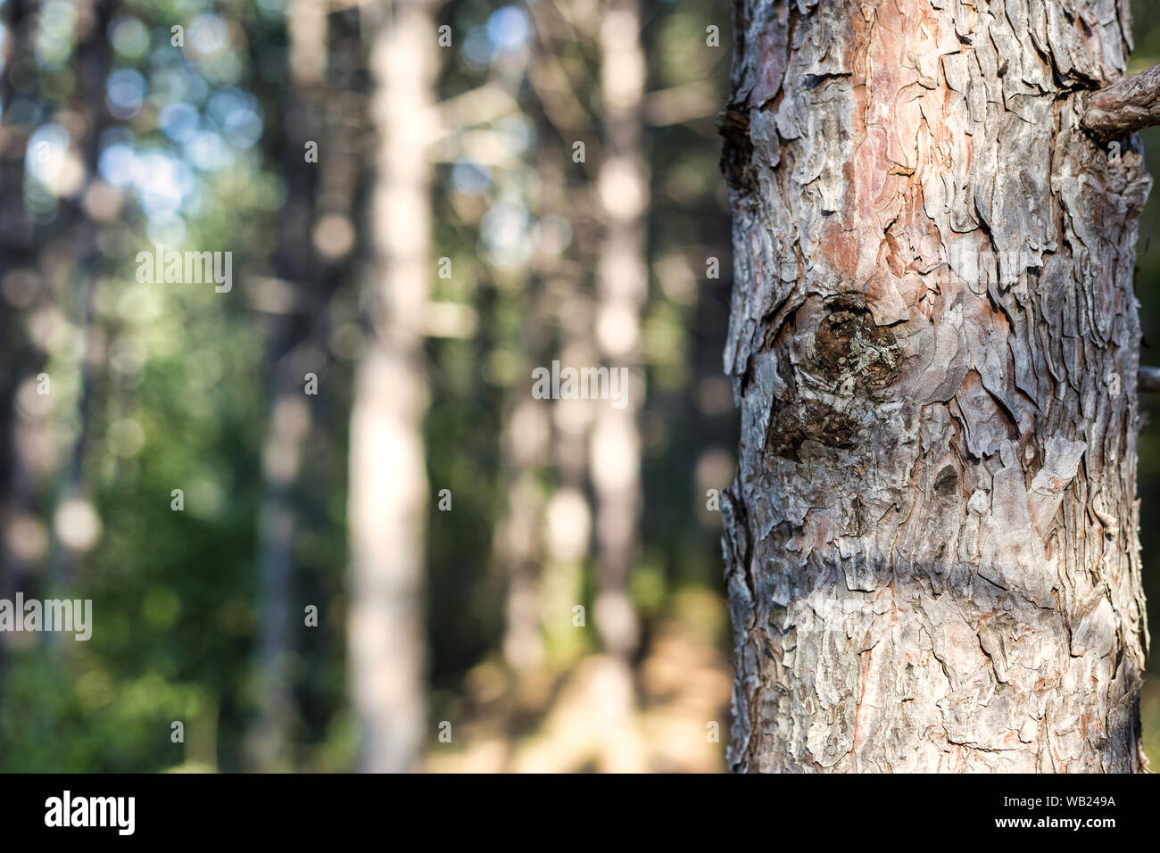 Natural background with pine tree trunk in forest. Close-up view with ...