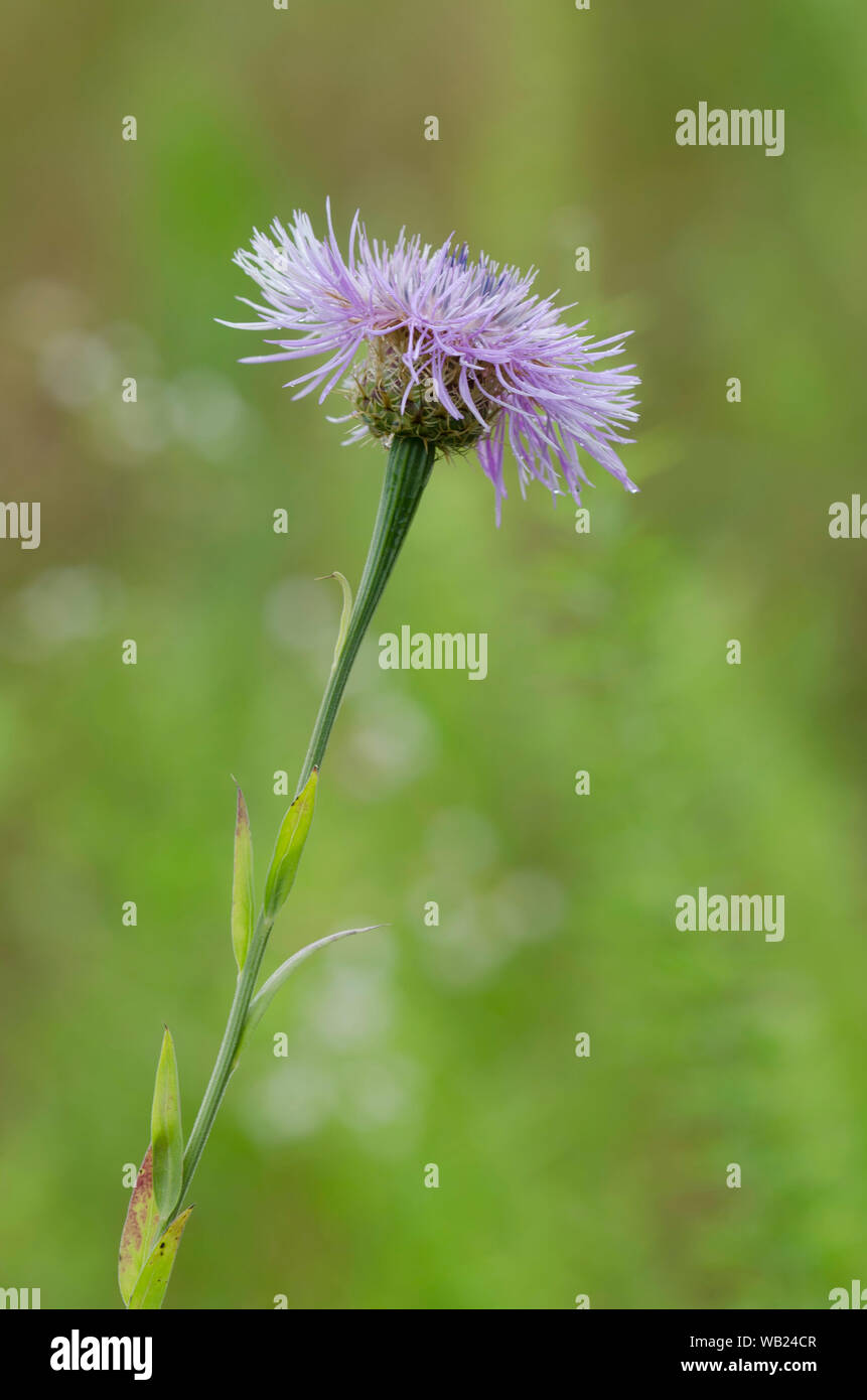 American star thistle hi-res stock photography and images - Alamy