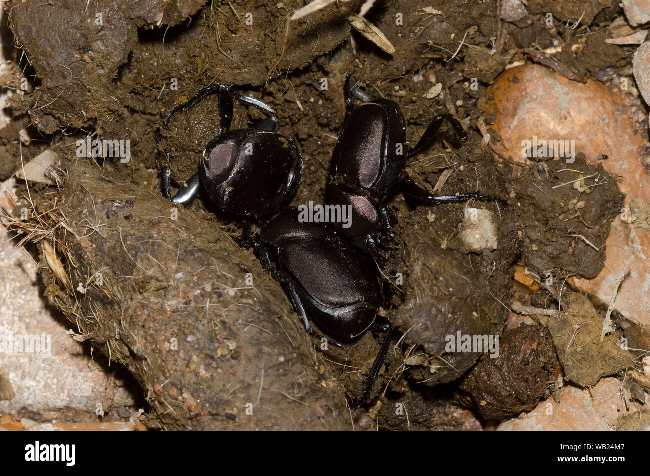 Dung Beetles, Canthon sp., forming dung balls Stock Photo - Alamy