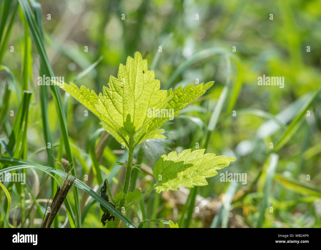 Young sprouts of Nettle. Urtica dioica leaves growing in sunshine ...