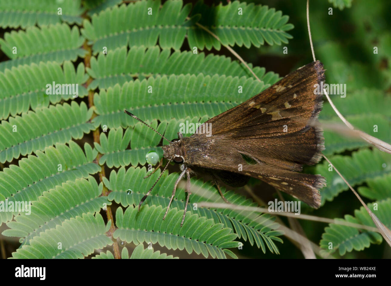 Acacia angustissima hi-res stock photography and images - Alamy