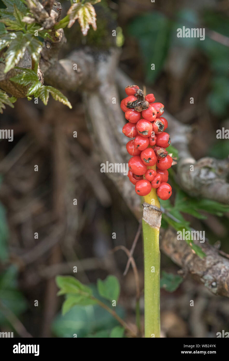 Poisonous orange autumn berries of Lords and Ladies / Cuckoopint / Arum ...