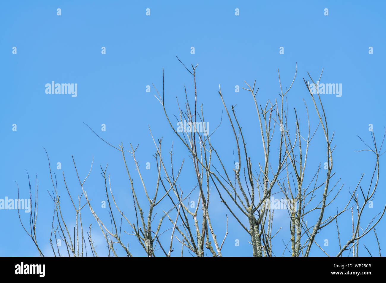Tree branches no leaves hi-res stock photography and images - Alamy