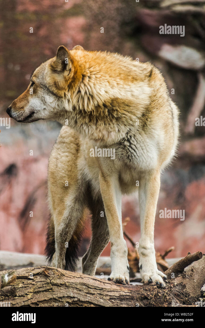 Wolf looking left hi-res stock photography and images - Alamy