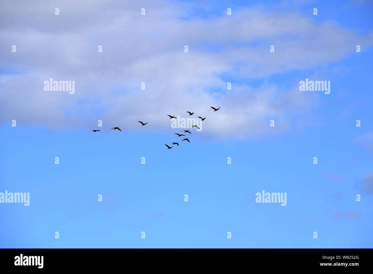 Flock of birds flying in the V-formation Stock Photo - Alamy