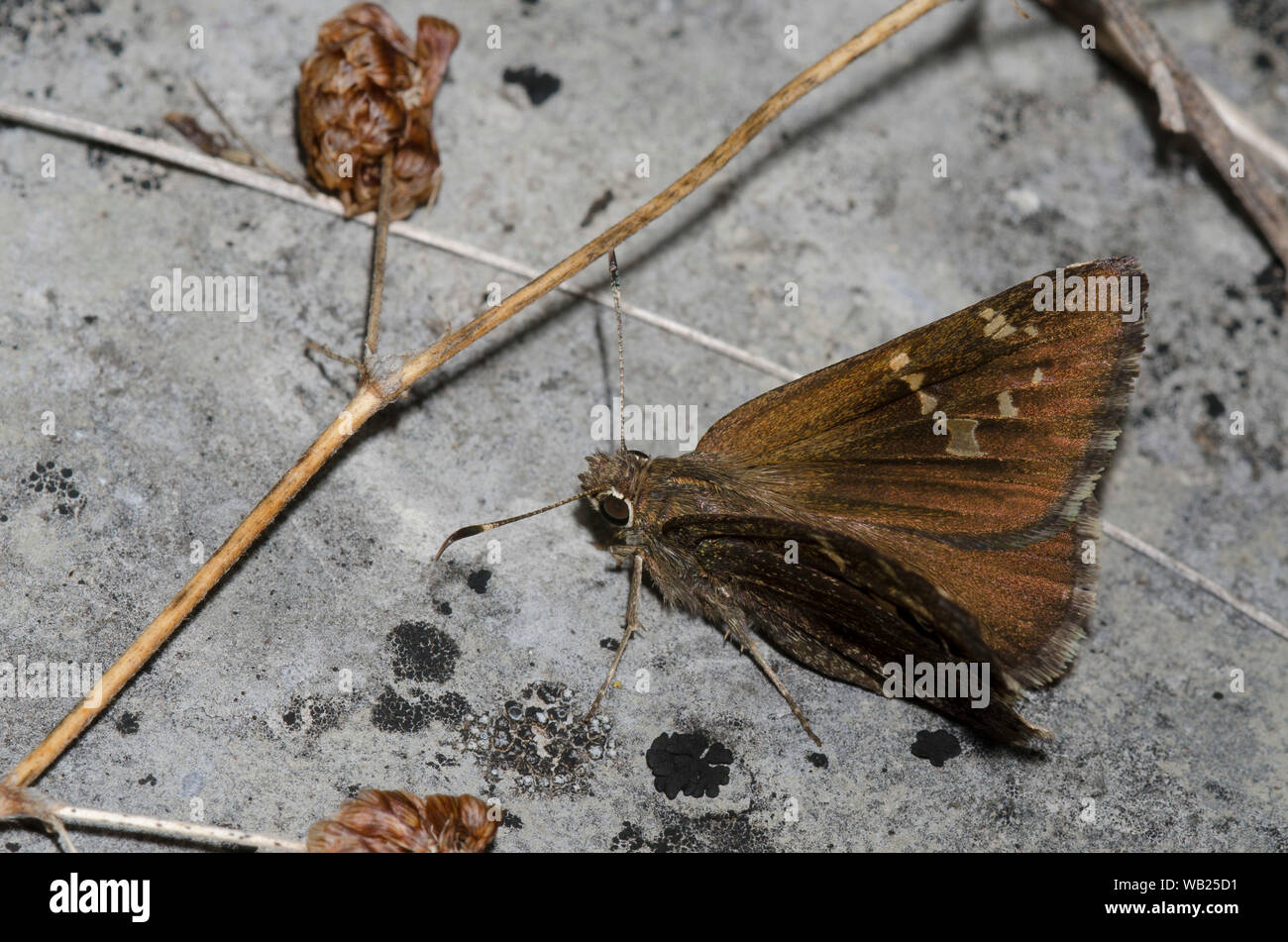 Outis hi-res stock photography and images - Alamy