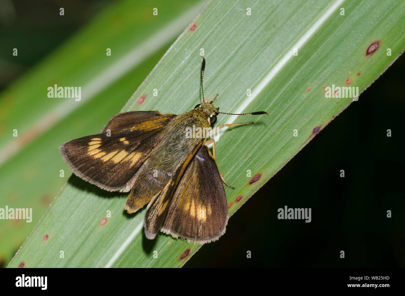Byssus Skipper, Atrytone byssus, female Stock Photo - Alamy