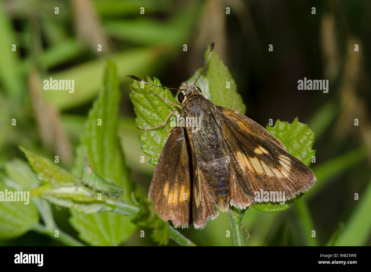 Byssus Skipper, Atrytone byssus, female Stock Photo - Alamy