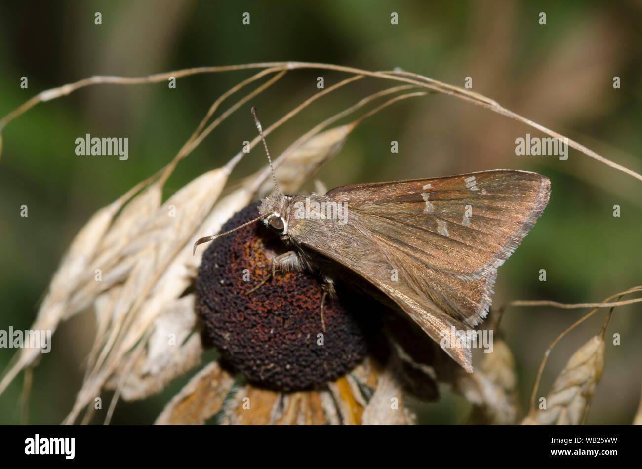 Outis hi-res stock photography and images - Alamy